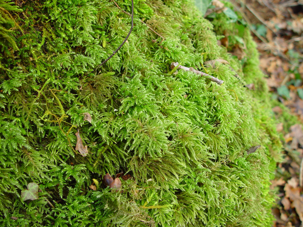 Foraging and Nest Moss for birds - 0.5kg living moss, create a perfect ...